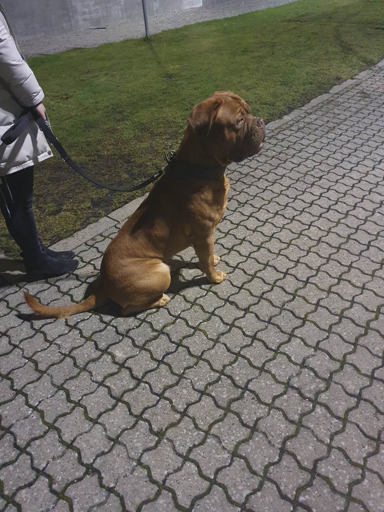 populære hunderacer