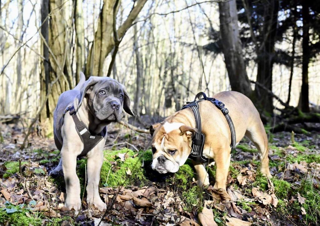 20 populære hunderacer