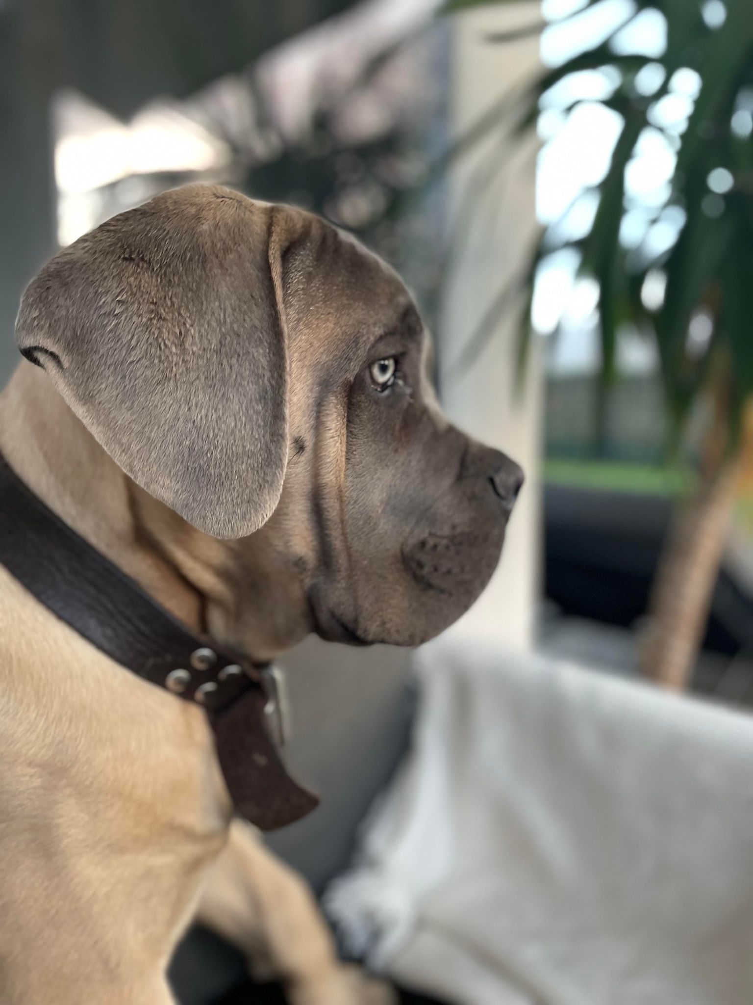 Cane Corso Italiano - læs alt om vores Cane Corso