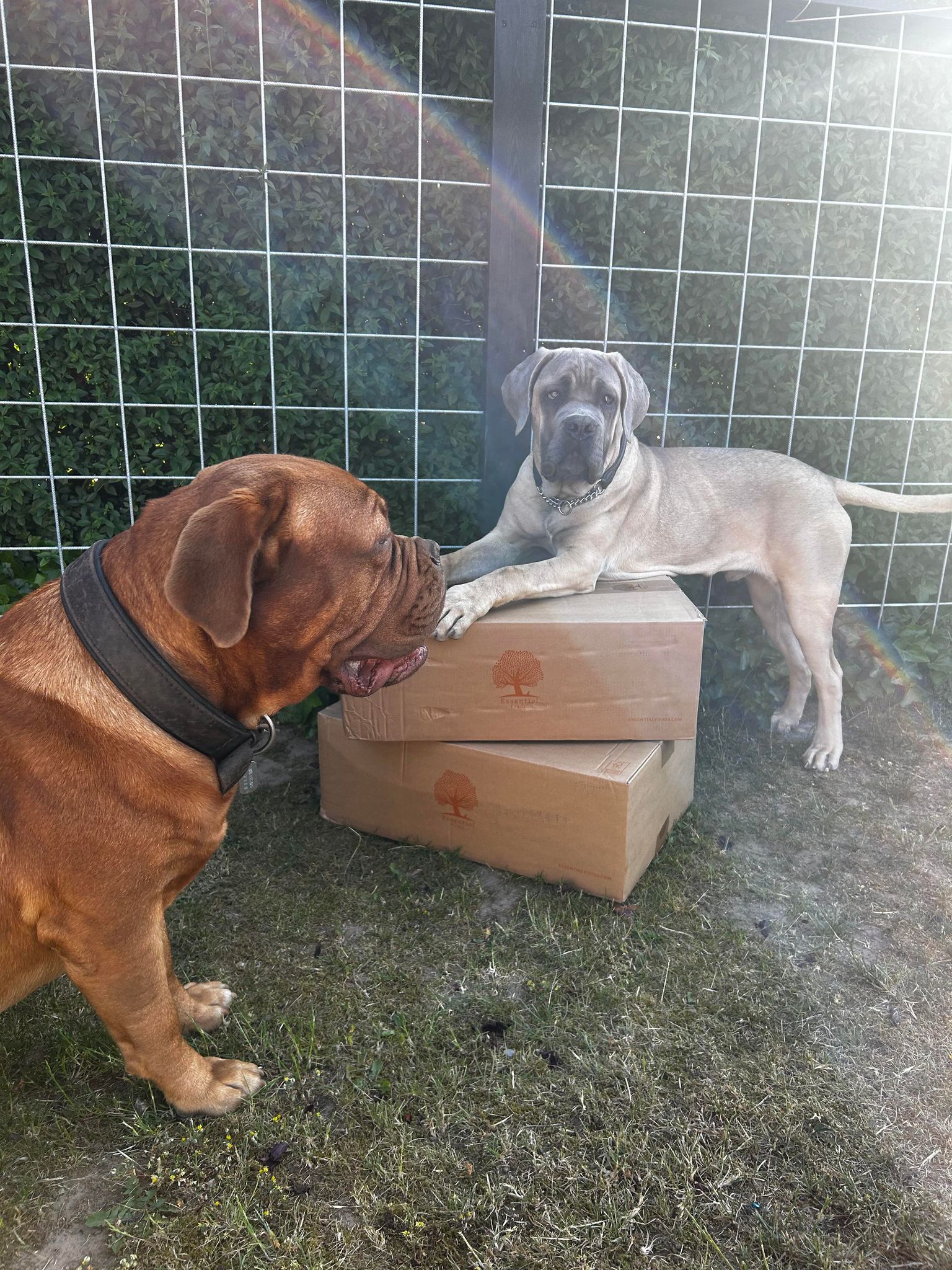 Sund Ernæring til Store Hunderacer